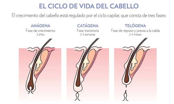 Fases del cabello y su duración ciclo capilar con imágenes - Caída Cabello